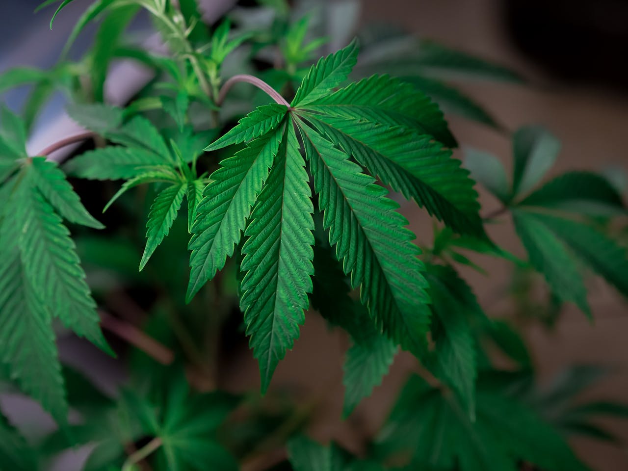 Weed Juice: Benefits, Recipes & How to Make Cannabis Juice – Sluggers