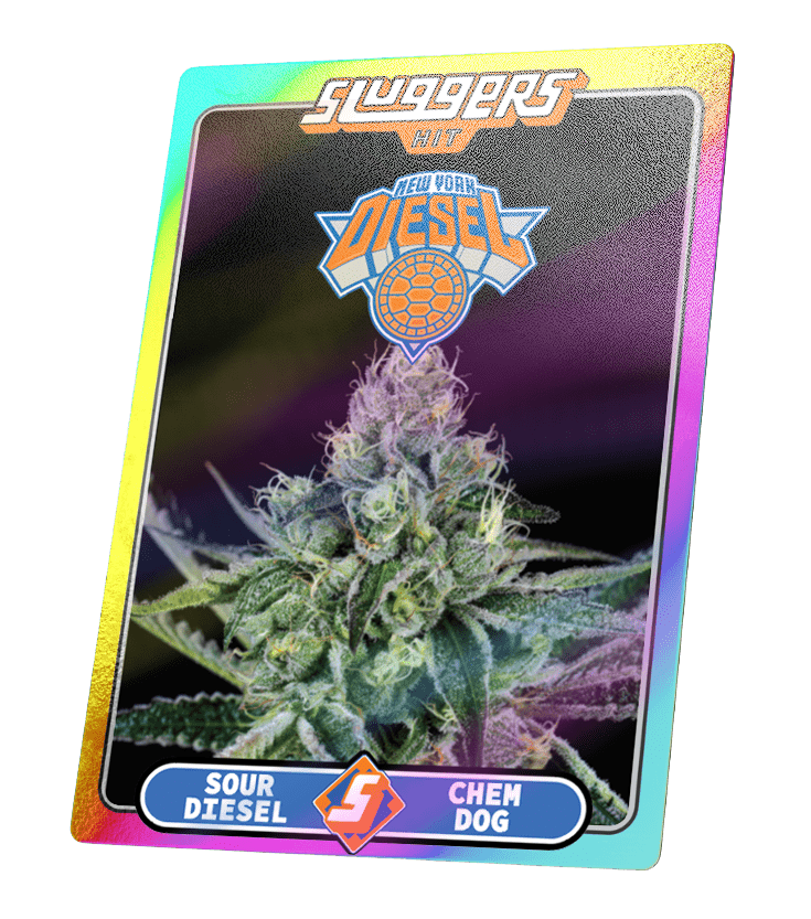 NYC Diesel Sativa 5-Pack Joints – Sluggers