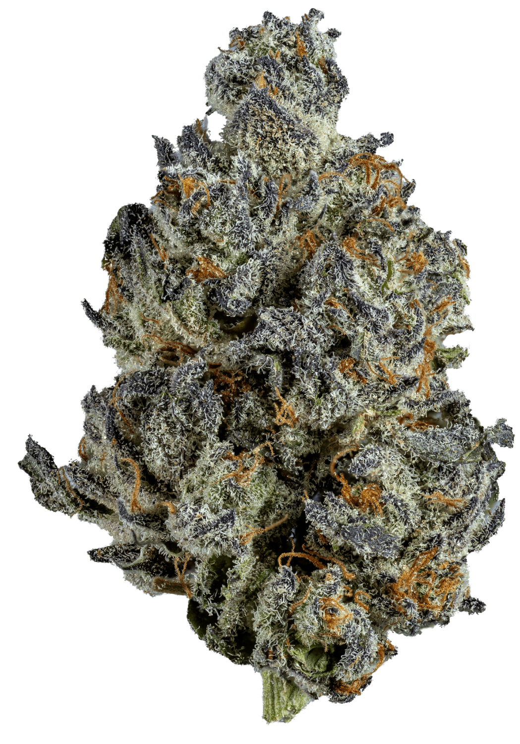 UFOreoz Flower – Balanced Hybrid with Otherworldly Flavor – Sluggers